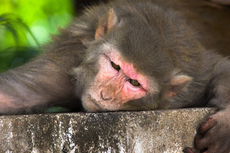 Rhesus Macaque Monkey are Brown Primates or Apes and are Also Known As ...