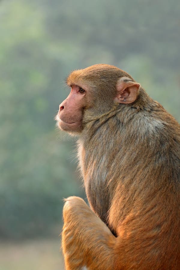 Rhesus Macaque Monkey - India Stock Photo - Image of rhesus, portrait ...