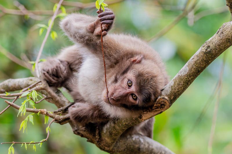 Rhesus Macaque Monkey Laying on the Tree and Chewing Branch in the ...