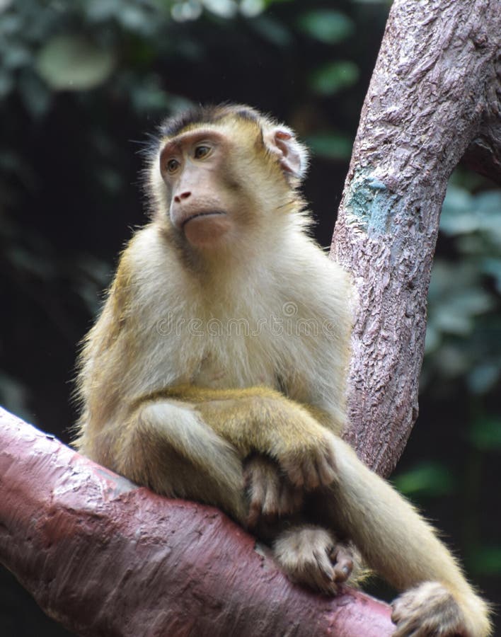 Sad monkey stock photo. Image of prague, city, europe - 99370012