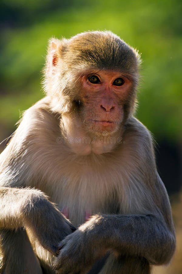 The rhesus macaque monkey stock photo. Image of monkey - 30126758