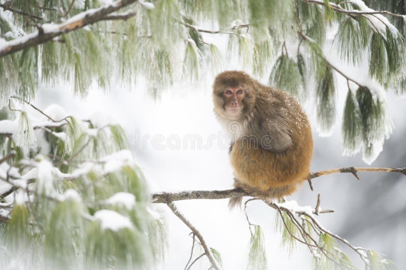 Rhesus Macaque Monkey Macaca Mulatta a Wild Monkeyin Snow Fall Stock ...