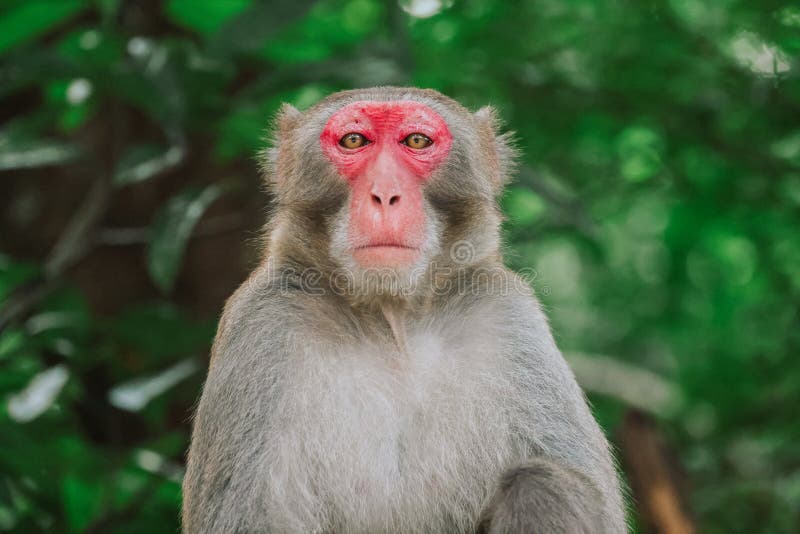 A Rhesus Macaque Monkey in a Natural Green Forest Stock Photo - Image ...