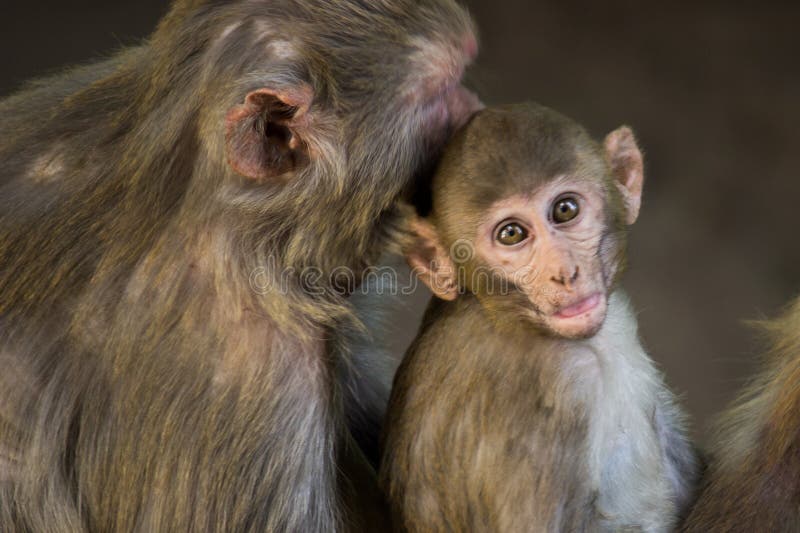 Monkey siblings stock image. Image of look, monkeys - 153591541