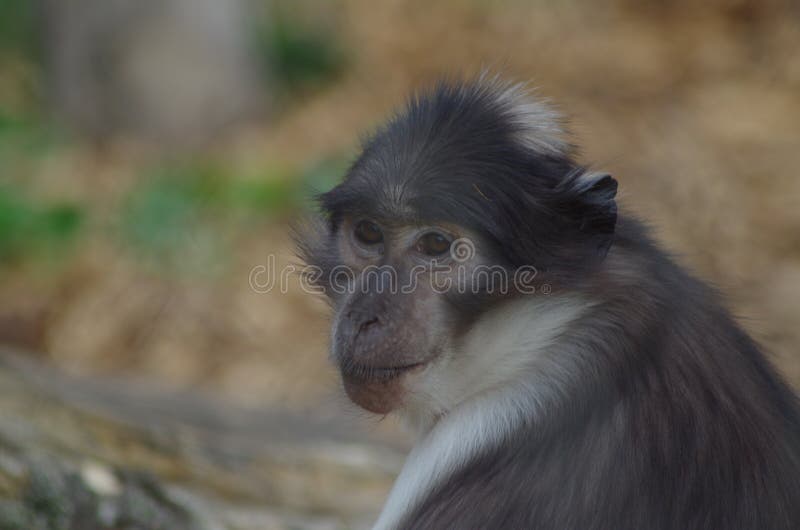 Rhesus Macaque Monkey stock photo. Image of head, thoughtful - 80763370