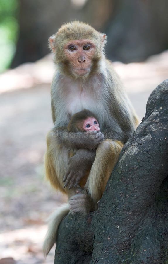 Rhesus Macaque Keeping Watch Stock Photo - Image of monkey, scrub: 59225690