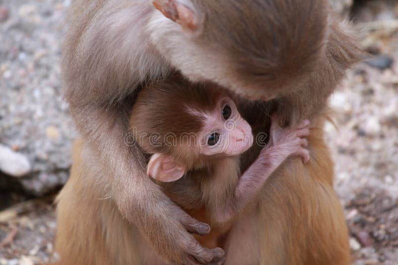 Rhesus Macaque Mother and Baby Stock Photo - Image of pair, couple ...