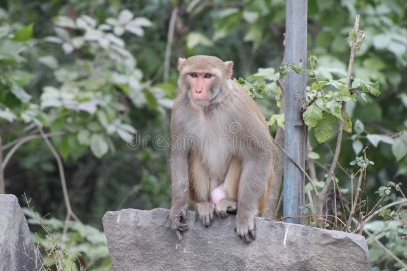 Monkeyphotos Stock Photos - Free & Royalty-Free Stock Photos from ...