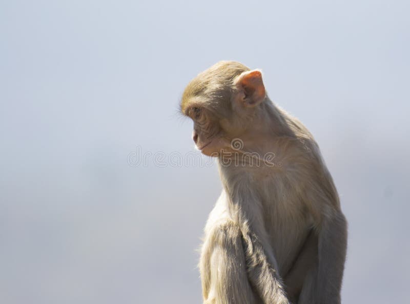 Rhesus Macaque or Red Faced Monkey Macaca Mulatta Stock Image - Image ...