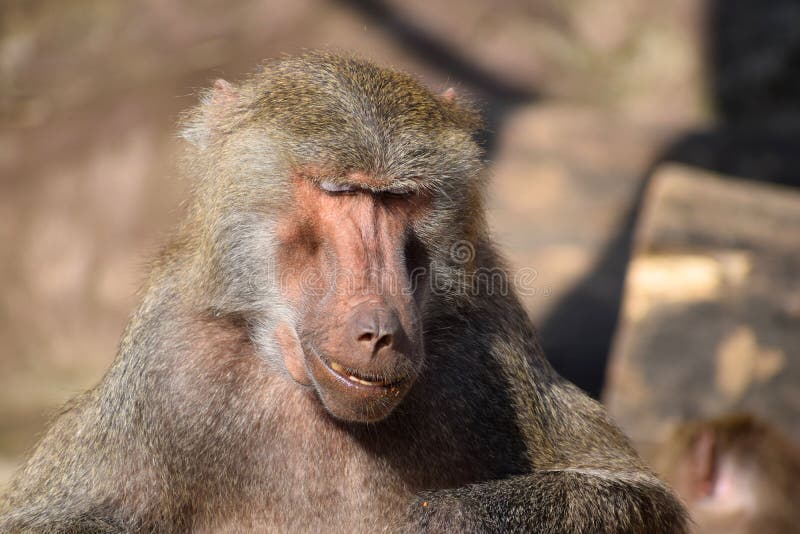 Rhesus Macaques Old World Monkeys Stock Image - Image of head ...