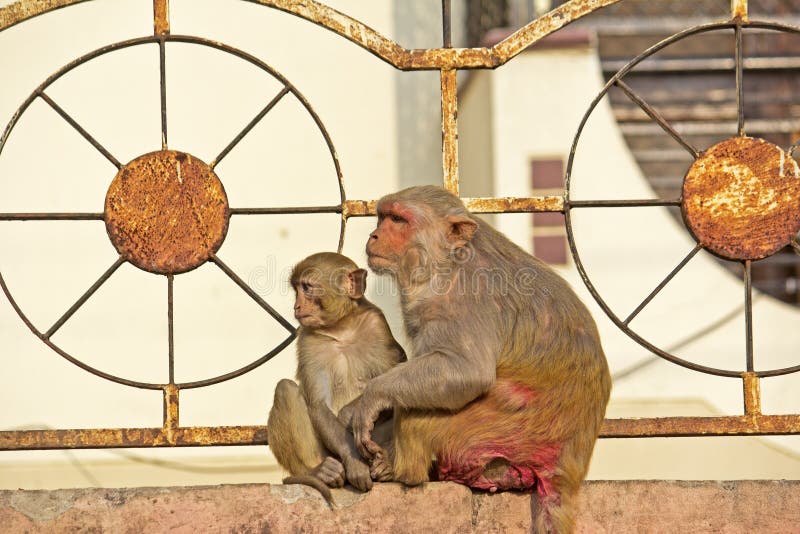 Rhesus macaques stock photo. Image of female, vrindavan - 49005256