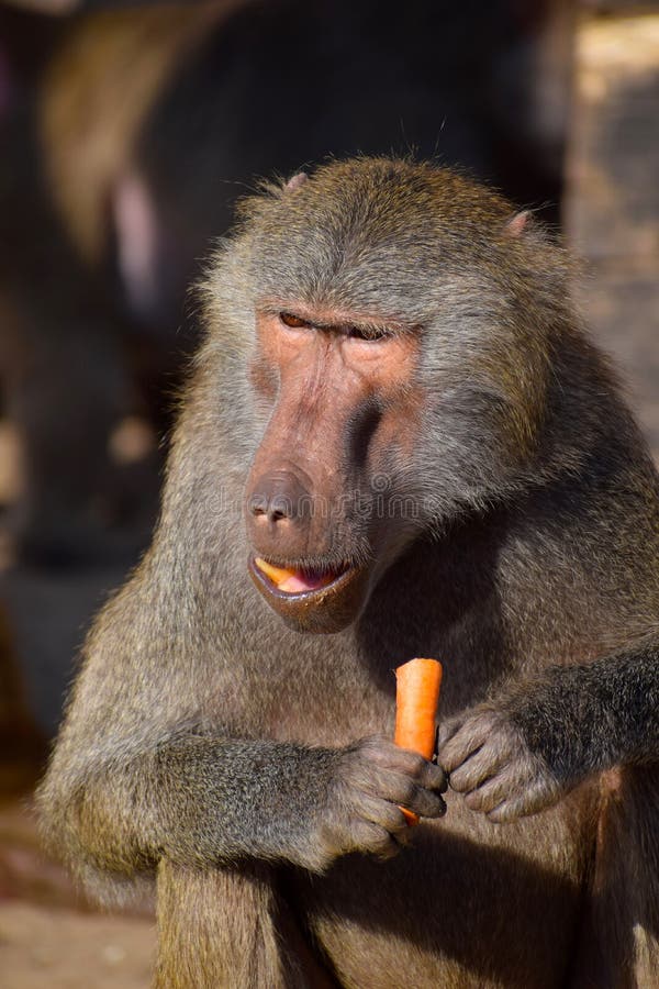 Rhesus Macaques Old World Monkeys Stock Photo - Image of asian, eyes ...