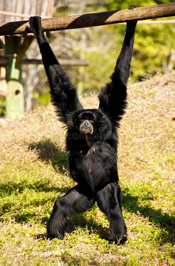 Rhesus Monkey stock image. Image of exhibit, monkey, expression - 11366479