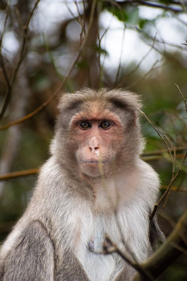 Rhesus Monkey with Fever and Runny Nose Stock Image - Image of ross ...