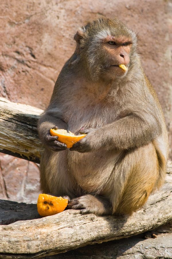 Rhesus monkey looking up stock image. Image of asian, research - 8353747