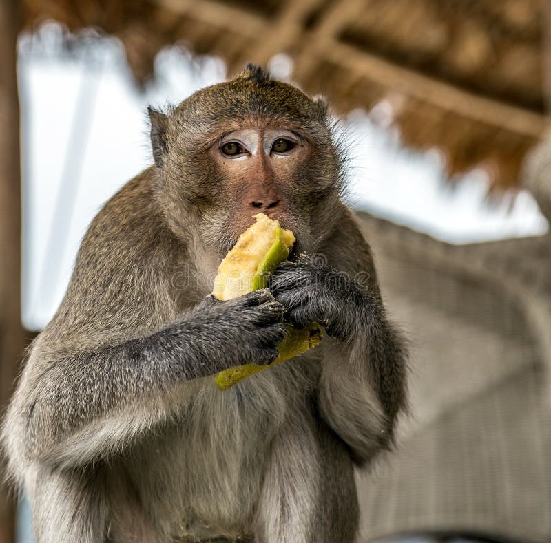 Rhesus Monkey. Macaca Mulatta Primates Eating Banana Stock Photo ...