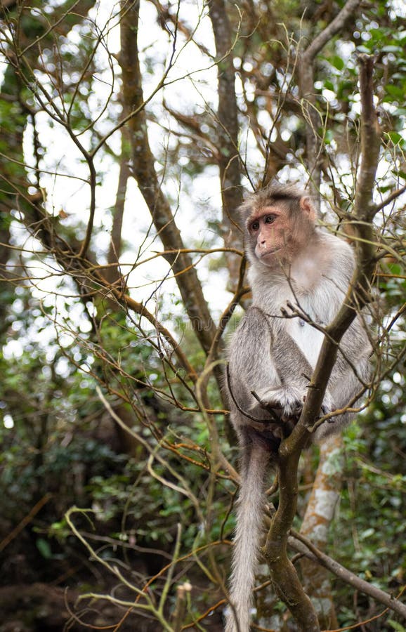 Rhesus Monkey (Rhesus Macaque) Sitting in a Tree Branch. Stock Photo ...