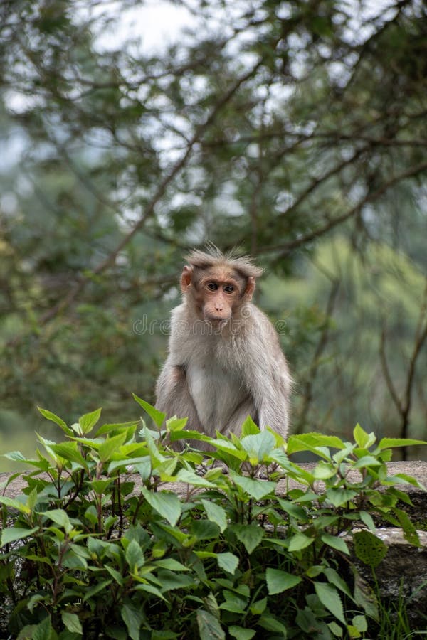 Rhesus Monkey with a Missing Hand Stock Photo - Image of abstract ...