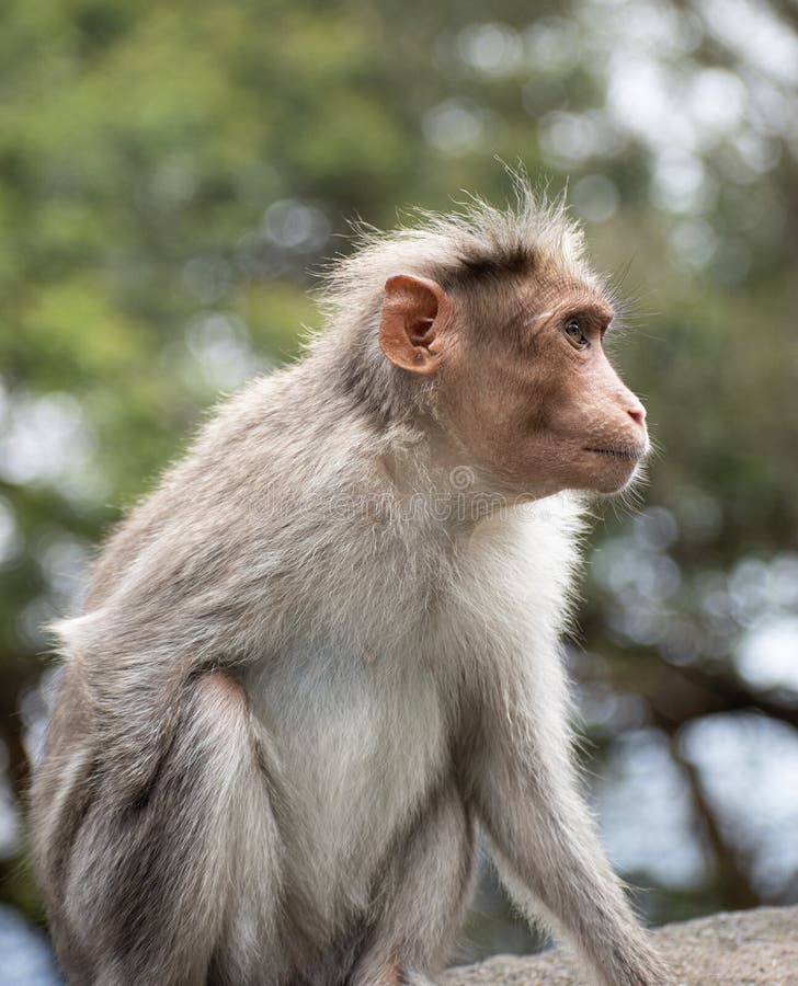 Rhesus Monkey with a Missing Hand Stock Image - Image of mammals ...