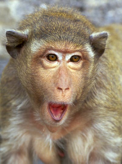 Rhesus Monkey Portrait - Surprise Stock Photo - Image of loss, agape: 51894