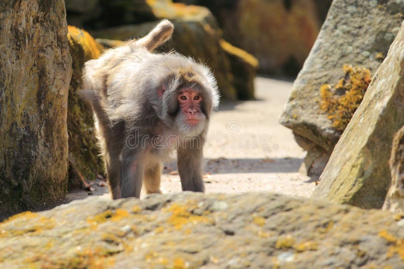 Rhesus monkey stock photo. Image of animal, adult, rhesus - 30643322