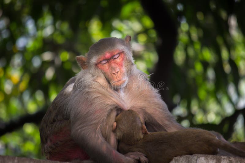 The Rhesus Monkey Sleeping Under the Tree in a Sunny Afternoon Stock ...