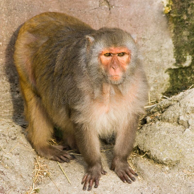 Rhesus Monkey - Square Image Stock Photo - Image of medical, rhesus ...
