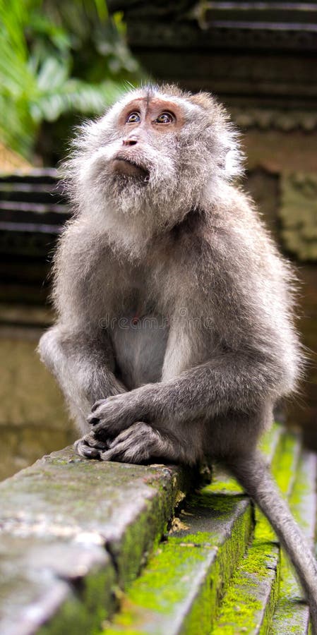 Rhesus Monkey in Ubud, Bali Stock Image - Image of sitting, hinduism ...