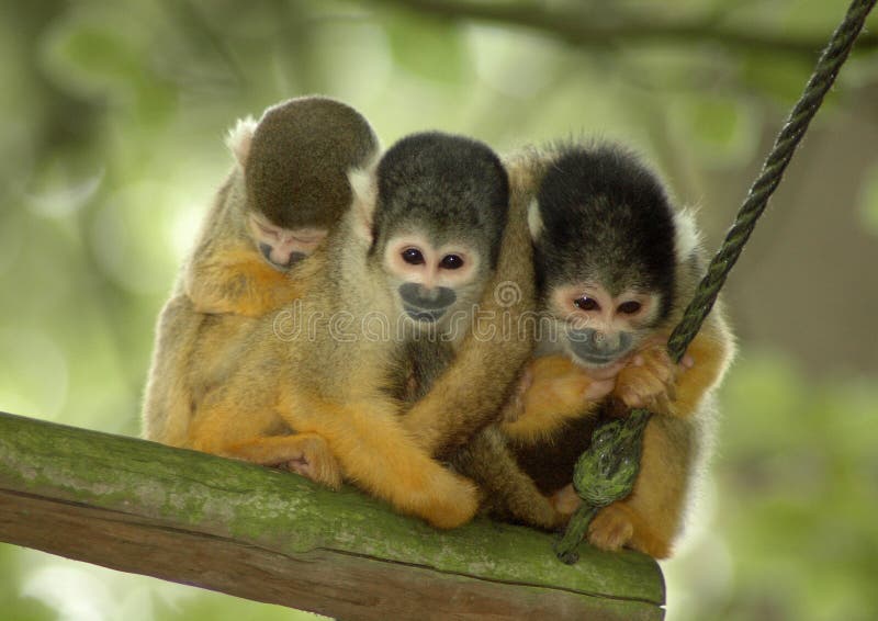 Rhesus monkeys stock image. Image of sitting, three, mammal - 10622153