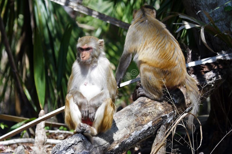 Rhesus Monkeys stock image. Image of wild, rhesus, monkey - 19306785