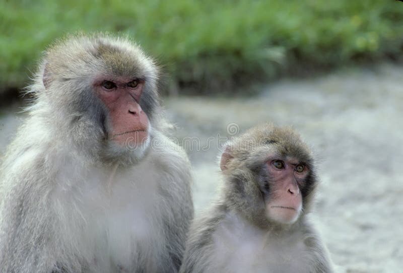 Rhesus Monkeys Mating at Angkor Wat Stock Image - Image of mammals ... Rhesus Monkeys Mating at Angkor Wat Stock Image - Image of mammals ...