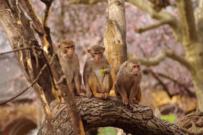 Rhesus Monkeys at Heidelberg Zoo, Germany Stock Photo - Image of ...