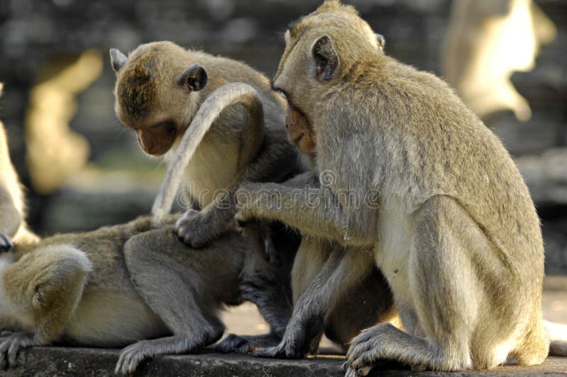 Rhesus Monkeys Mating At Angkor Wat Stock Image - Image: 11553301
