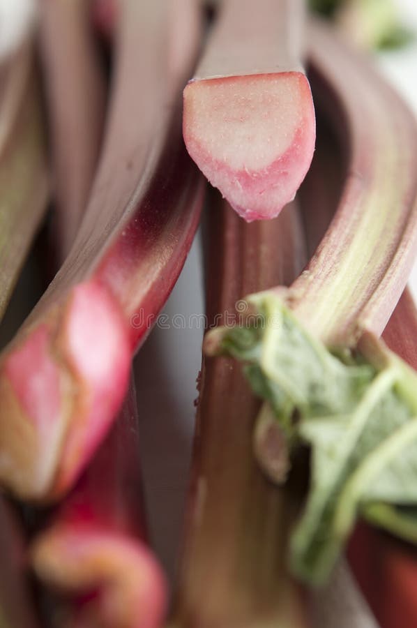 Rheum rhabarbarum stock photo. Image of stick, rheum - 20134770