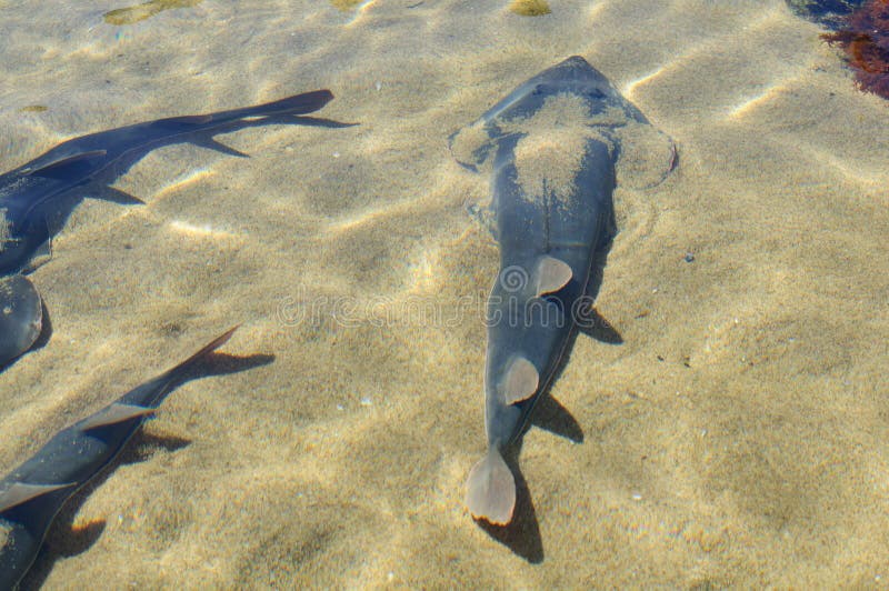 Rhiannon Fish Breasts Stock Photos - Free & Royalty-Free Stock Photos ...