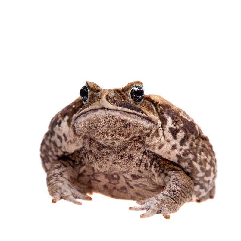 200 Giant Neotropical Toad Stock Photos - Free & Royalty-Free Stock ...