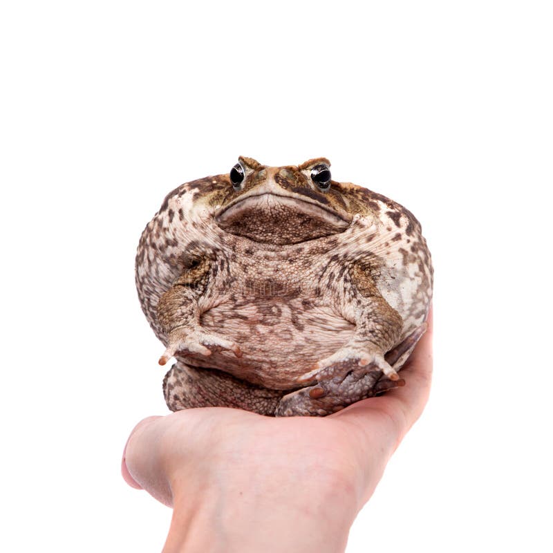 1,381 Giant Toad Stock Photos - Free & Royalty-Free Stock Photos from ...