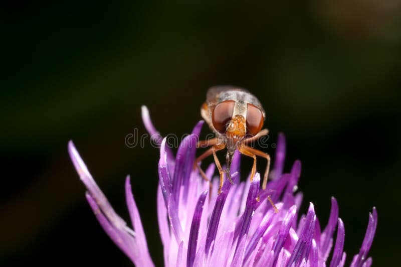 Hoverfly Rhingia Campestris into White Flower Stock Photo - Image of ...