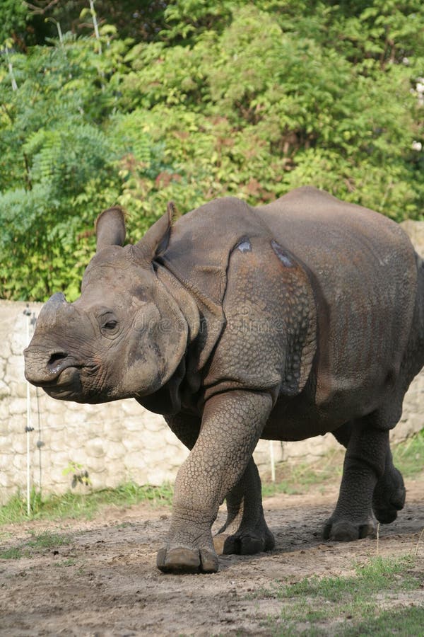 Rhino #1 stock image. Image of wall, zoological, rhino - 1128869