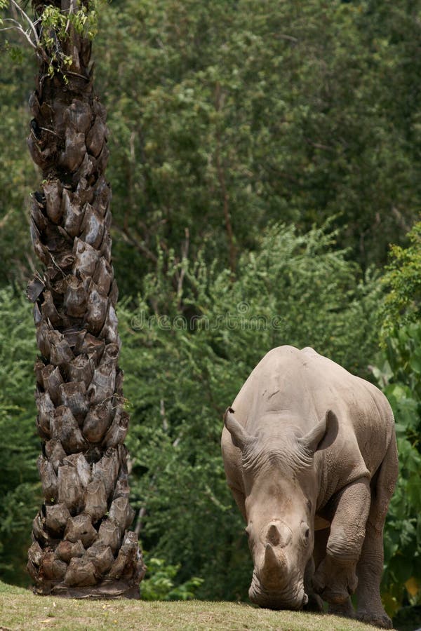 Rhino stock image. Image of world, grass, woods, attach - 11479867