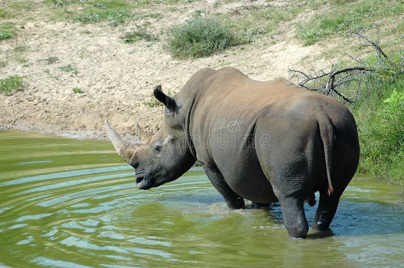 Rhino stock photo. Image of food, grassland, hole, botswana - 1172788