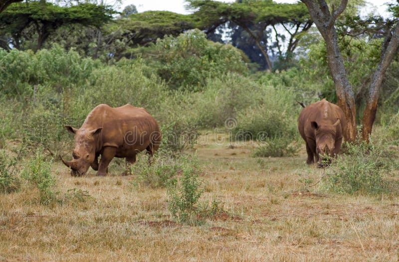 Rhino stock photo. Image of megafaunal, brown, horned - 12059726
