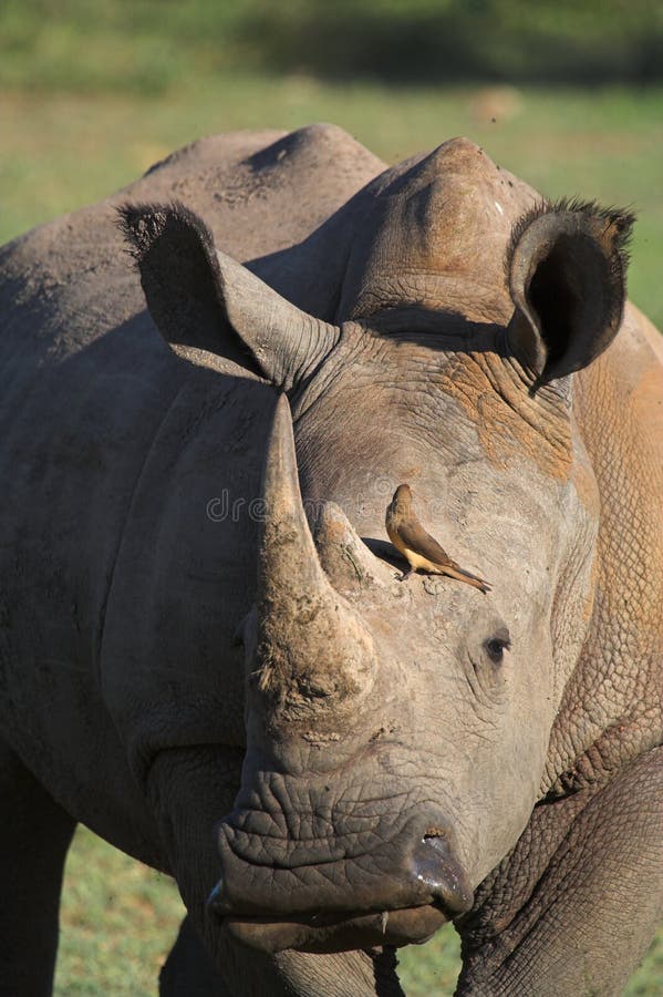 25,988 Rhino Photos - Free & Royalty-Free Stock Photos from Dreamstime
