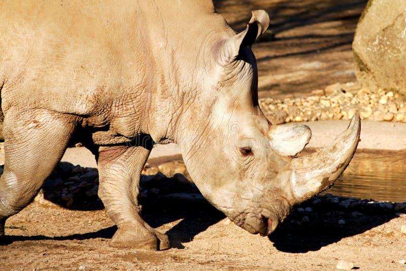 Rhino stock photo. Image of playing, horn, animal, rhino - 13323290