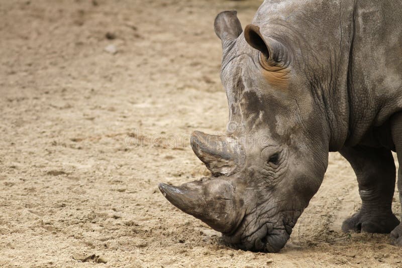 Rhino Profile stock image. Image of ancient, profile, rhinoceros - 6384369