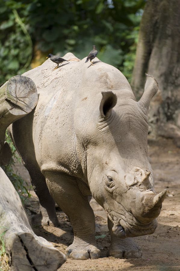 Angry Rhino stock photo. Image of rhino, animal, indian - 9560854