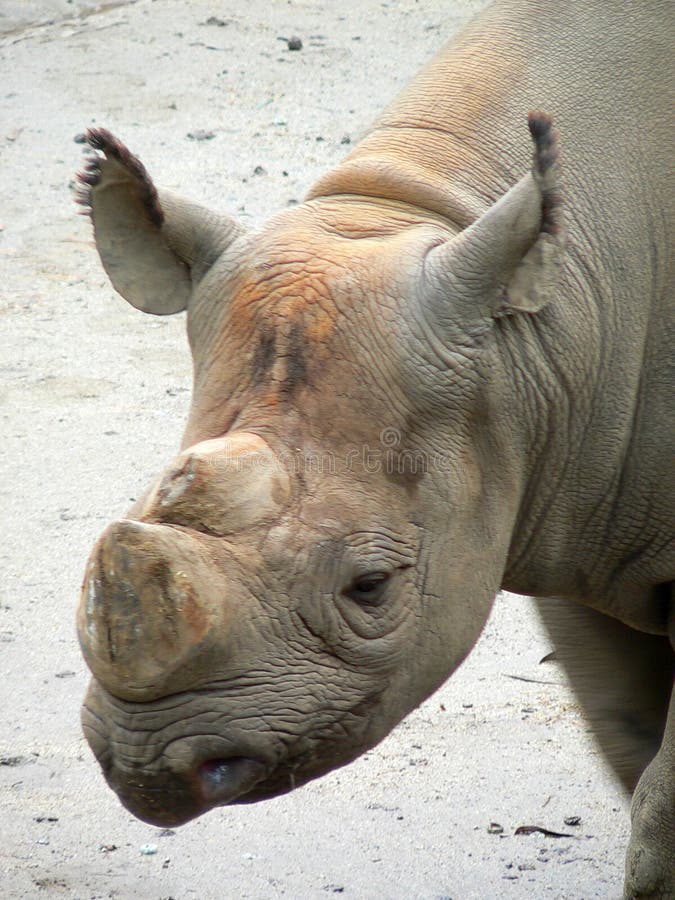 Rhino in the sun stock photo. Image of safari, africa, sand - 132964