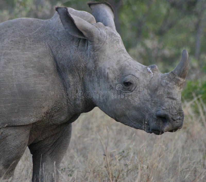 Rhino stock photo. Image of aggresive, hunted, rhino, bush - 269964