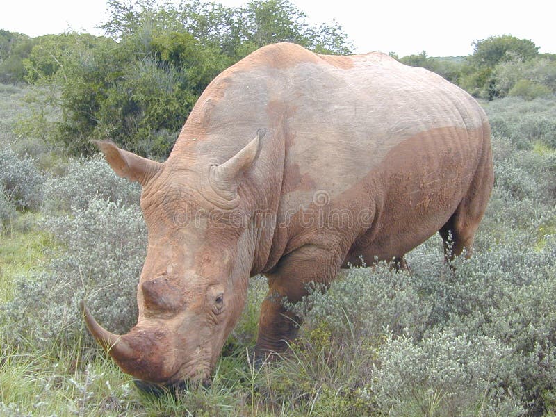 Rhino 3/4 stock image. Image of muddy, south, rhino, rhinoceraus - 34973