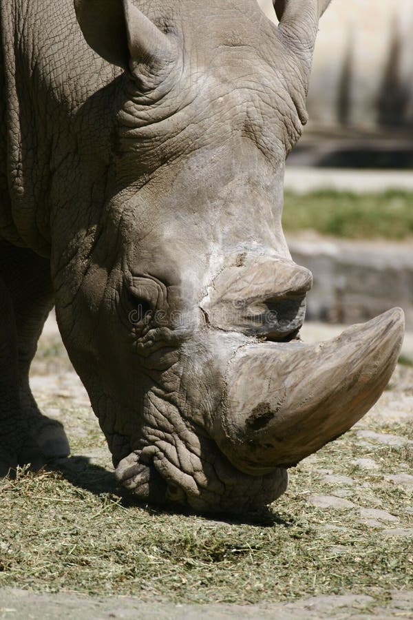 Rhino stock image. Image of animals, eating, wildlife, hunting - 625997